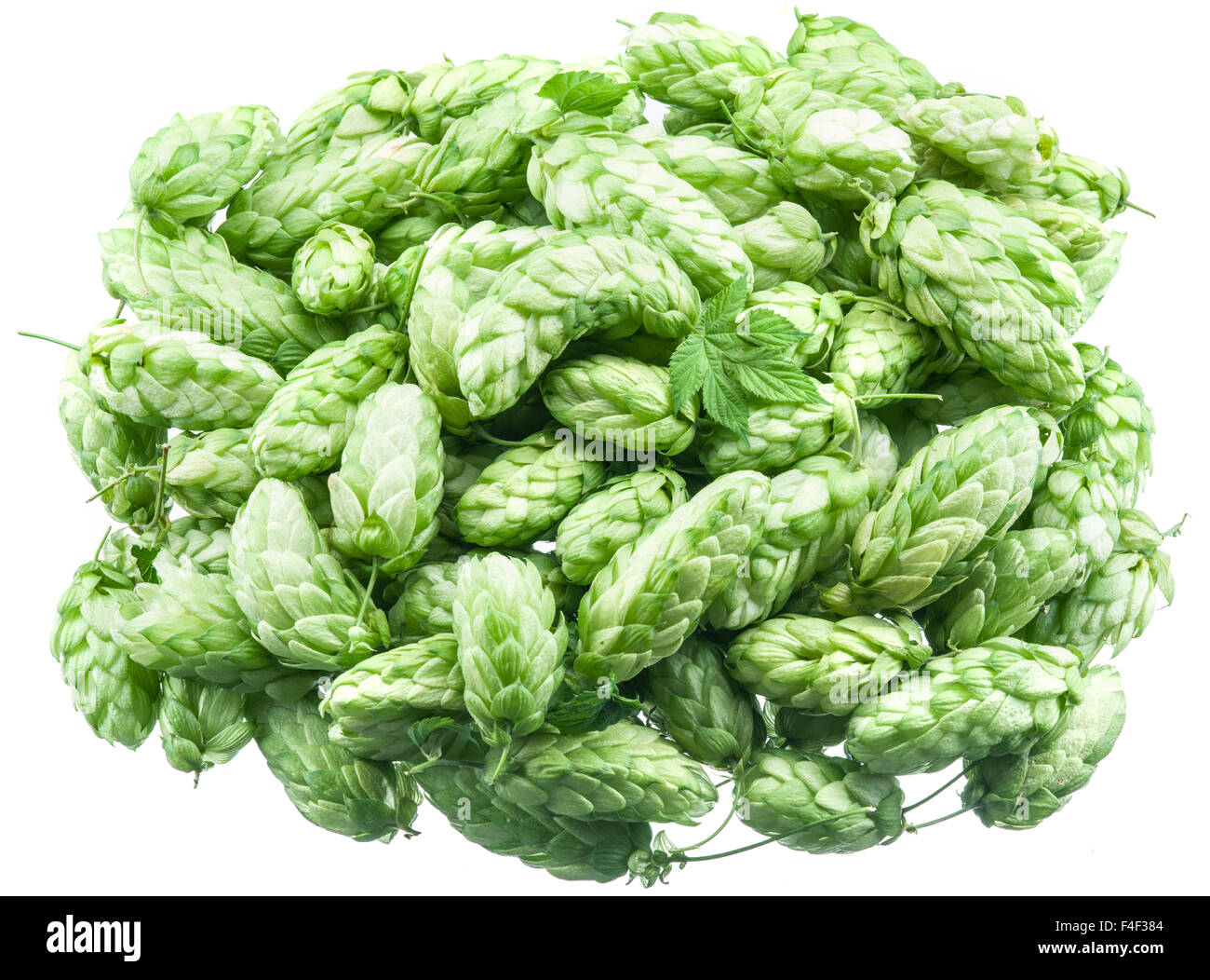 Hop cones. Isolated on white background Stock Photo - Alamy
