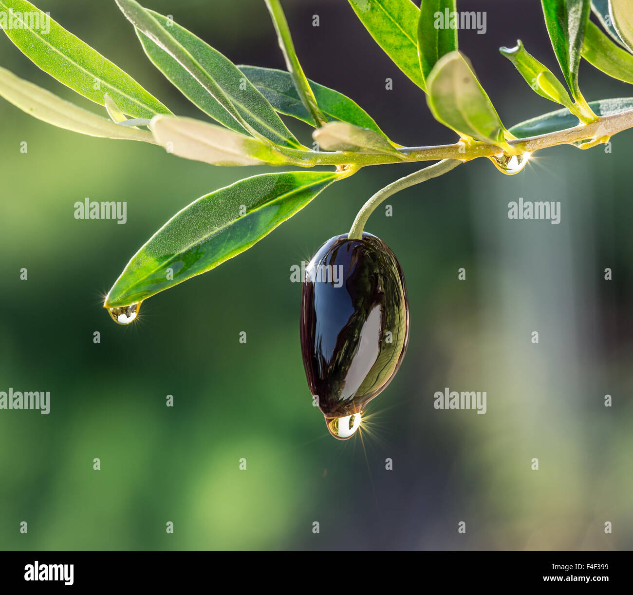 Olive oil leaf hi-res stock photography and images - Alamy