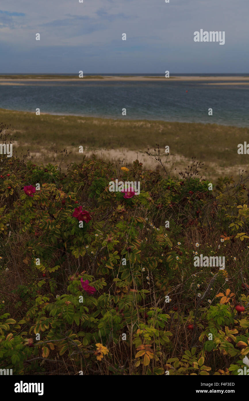 Wild roses on a beach in summer in Chatham, Massachusetts on Cape Cod ...