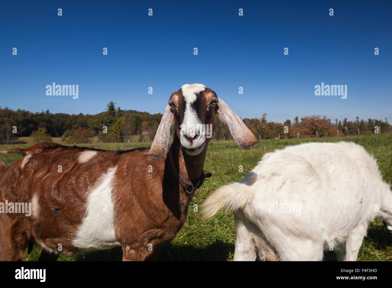 North Carolina, Flat Rock, Carl Sandburg Home National Historic Site ...