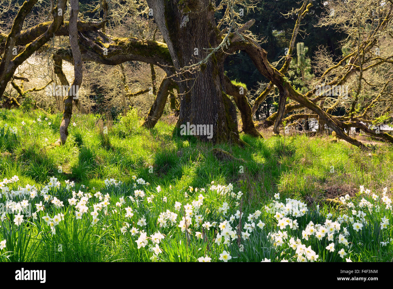 Daffodils, Old Tree, Early Spring, Oregon Garden, Silverton, Oregon ...
