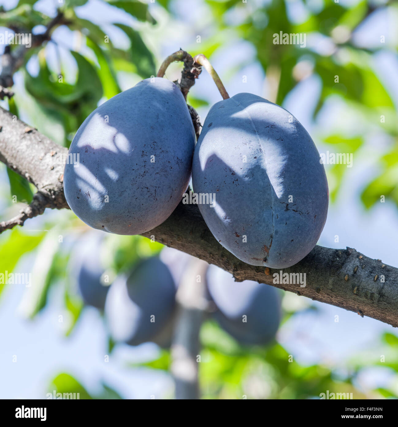 Blue sky garden hi-res stock photography and images - Alamy