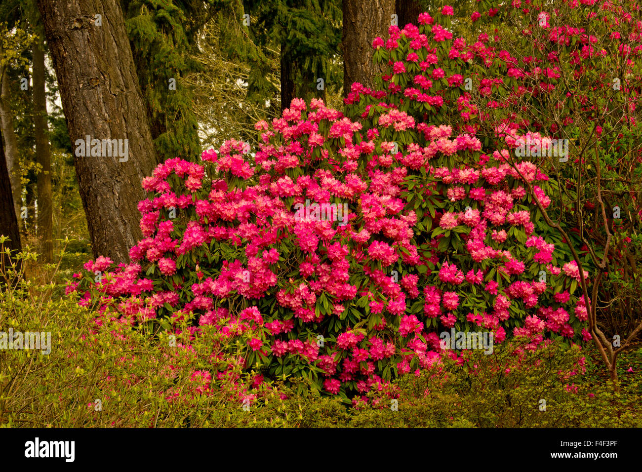 Rhododendrons, trees, Crystal Springs Rhododendron Garden, Portland ...