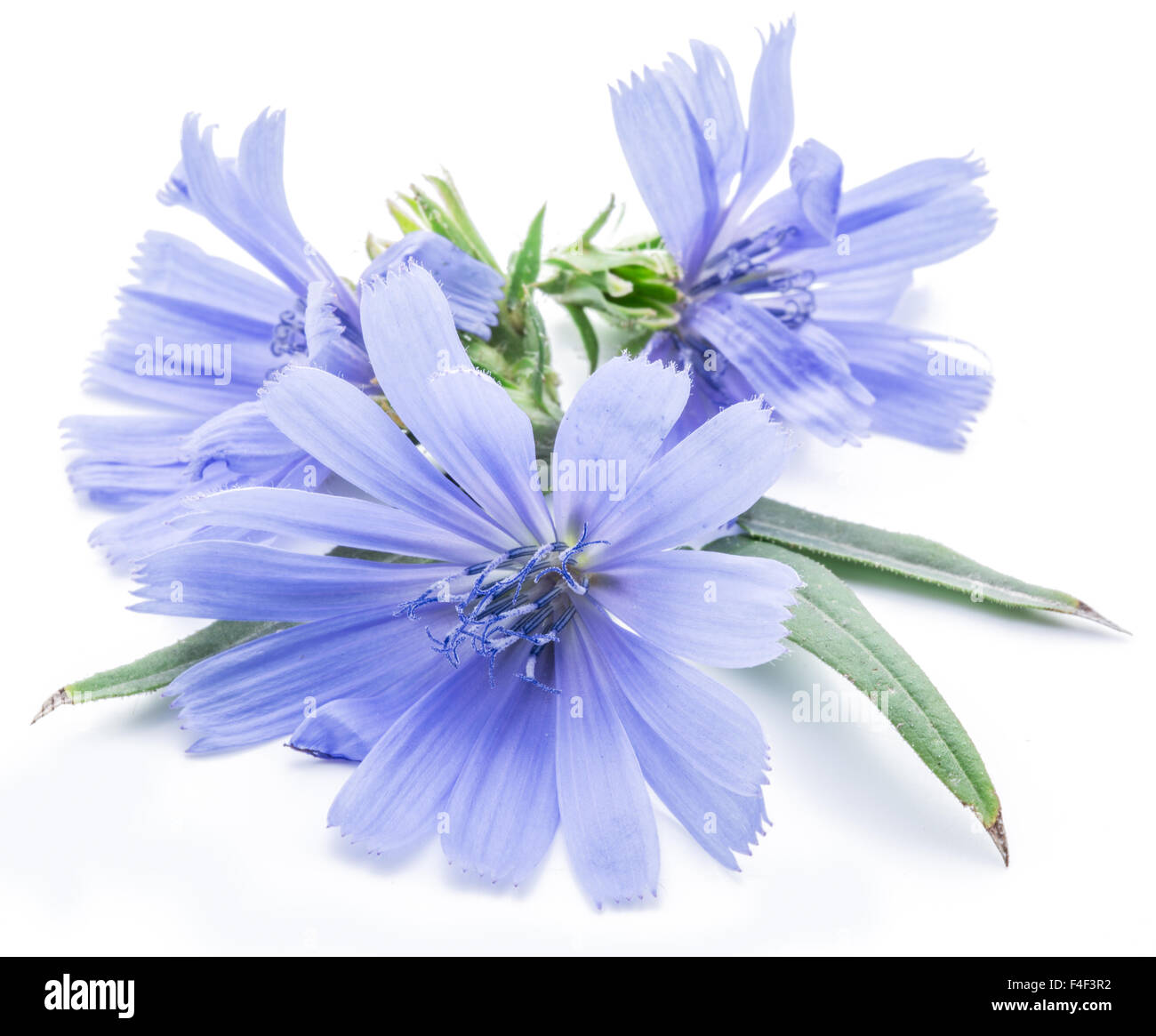 Cichorium intybus - common chicory flowers isolated on the white ...