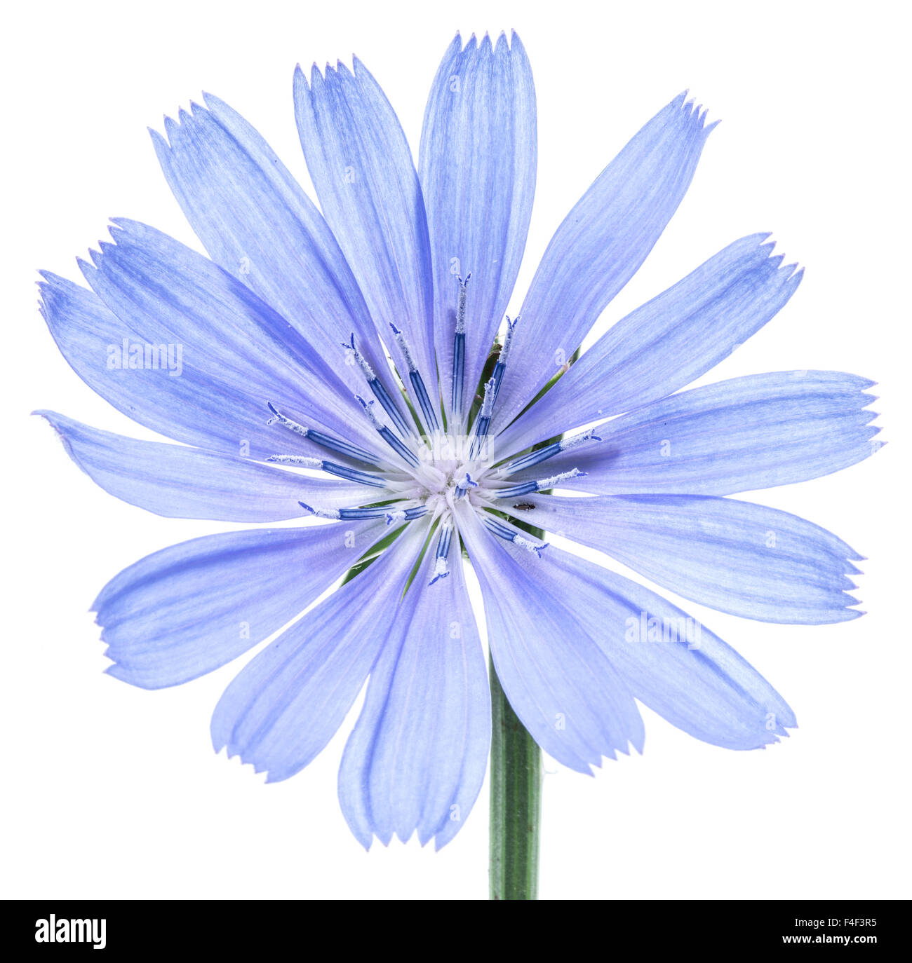 Cichorium intybus - common chicory flowers isolated on the white background Stock Photo - Alamy