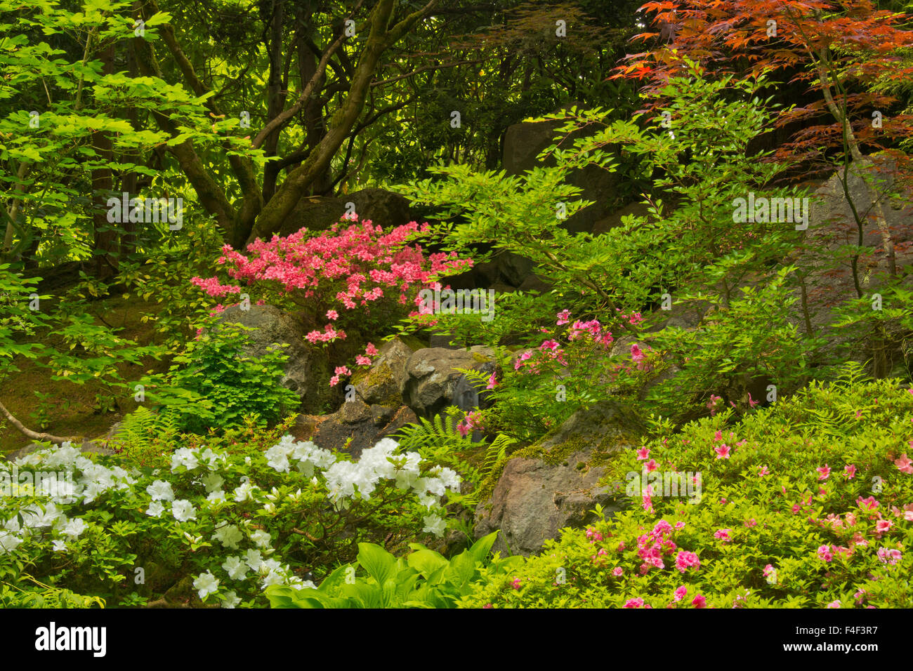 Spring, Portland Japanese Garden, Portland, Oregon, USA. (PR Stock Photo - Alamy