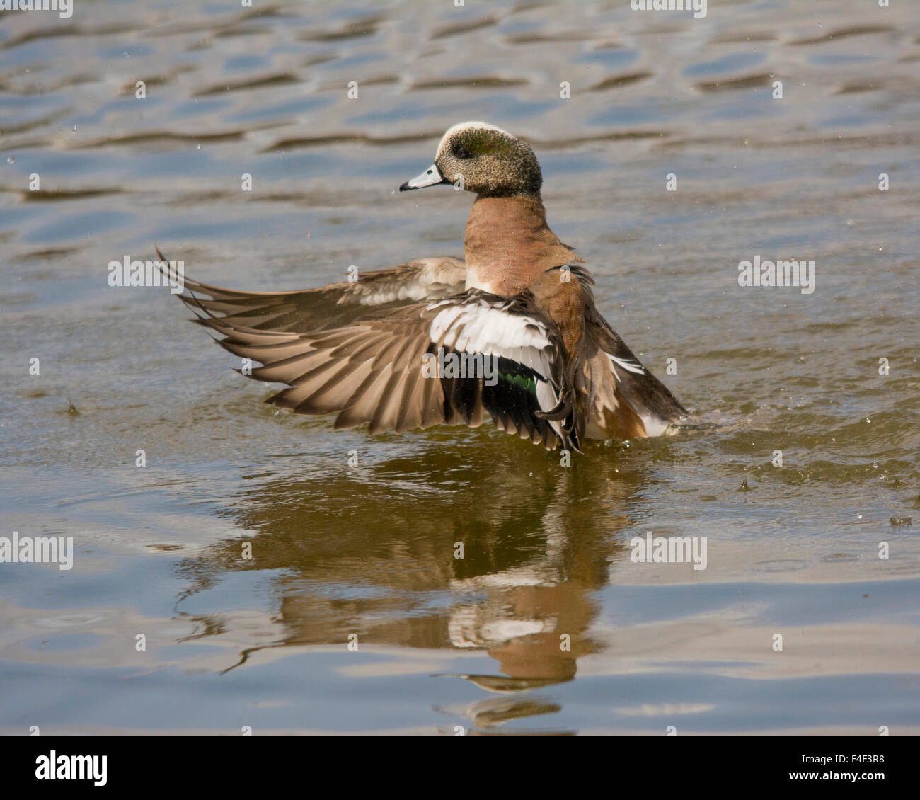 Male american wigeon flapping wings hi-res stock photography and images ...