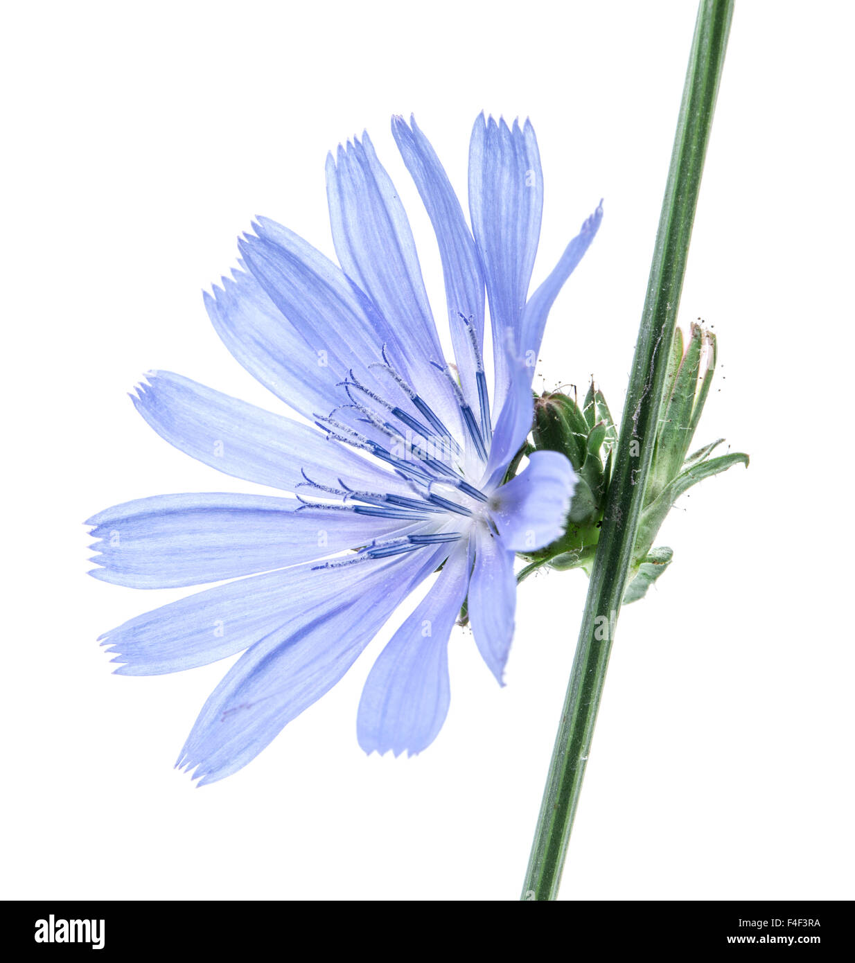 Cichorium intybus - common chicory flowers isolated on the white ...
