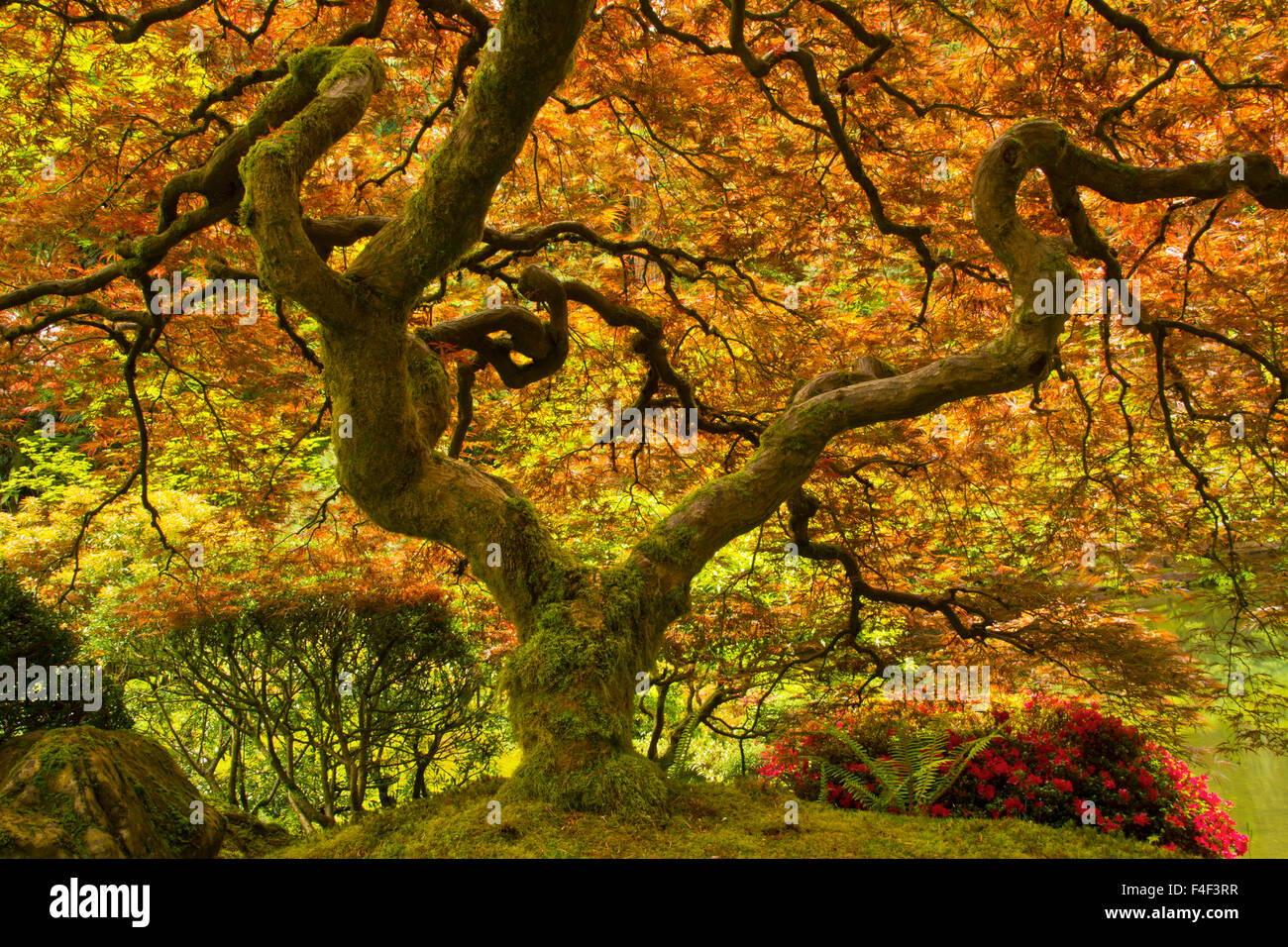 Japanese Maple In Bloom