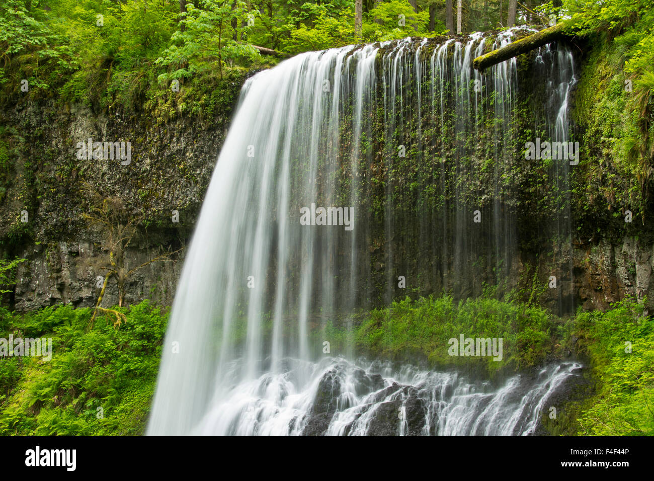 Middle North Falls, Silver Falls State Park, Oregon, USA Stock Photo ...