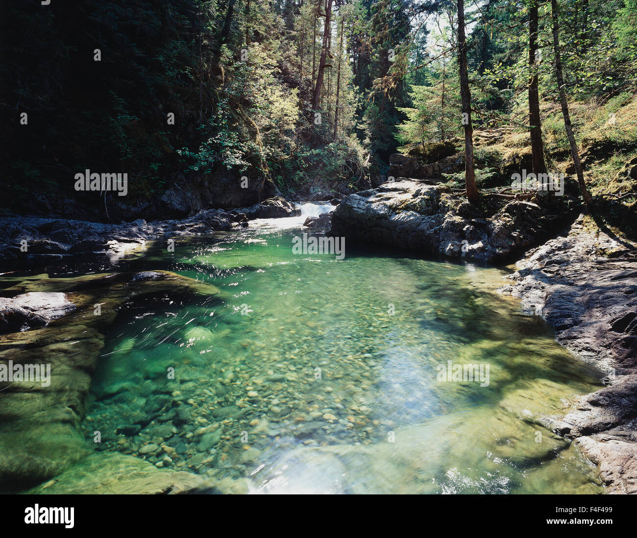 Oregon, A river flows through the rainforest. (Large format sizes ...