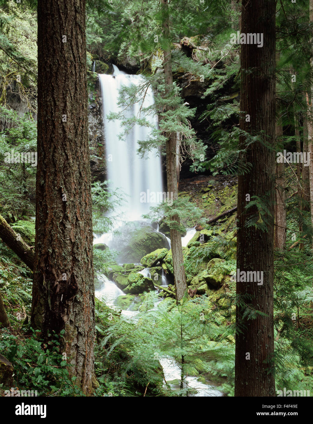 Oregon, A waterfall in an Old Growth Forest (Large format sizes ...