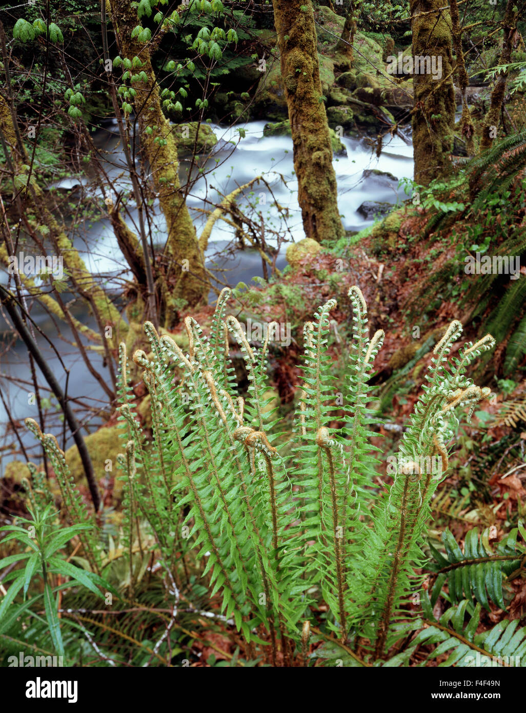 Oregon, Umpqua National Forest, A fern growing along Little River ...