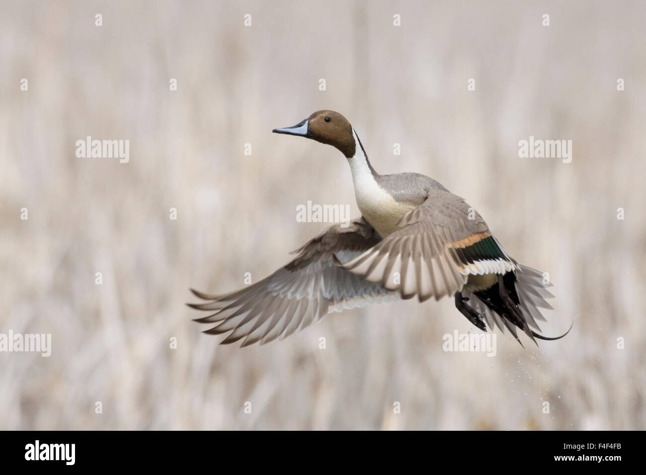 Pintail Drake Taking Flight Stock Photo - Alamy