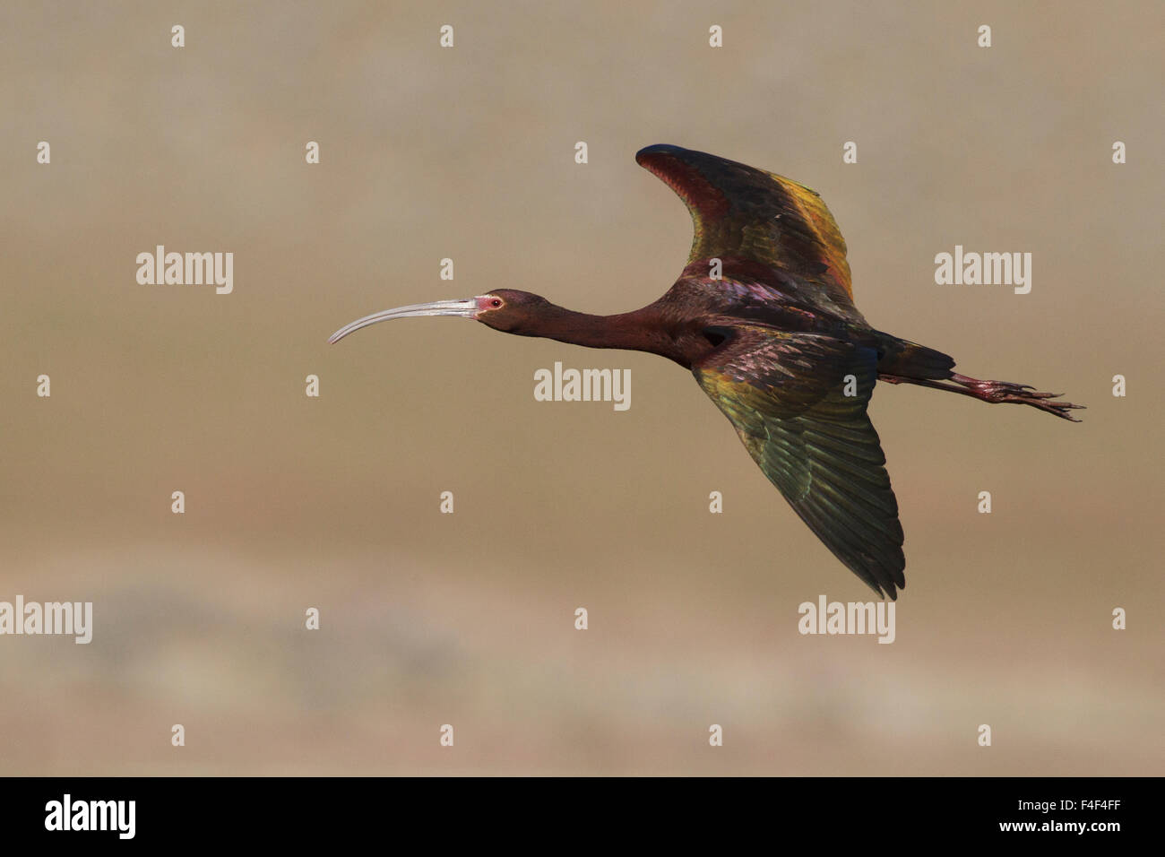 White-faced Ibis in Flight Stock Photo - Alamy