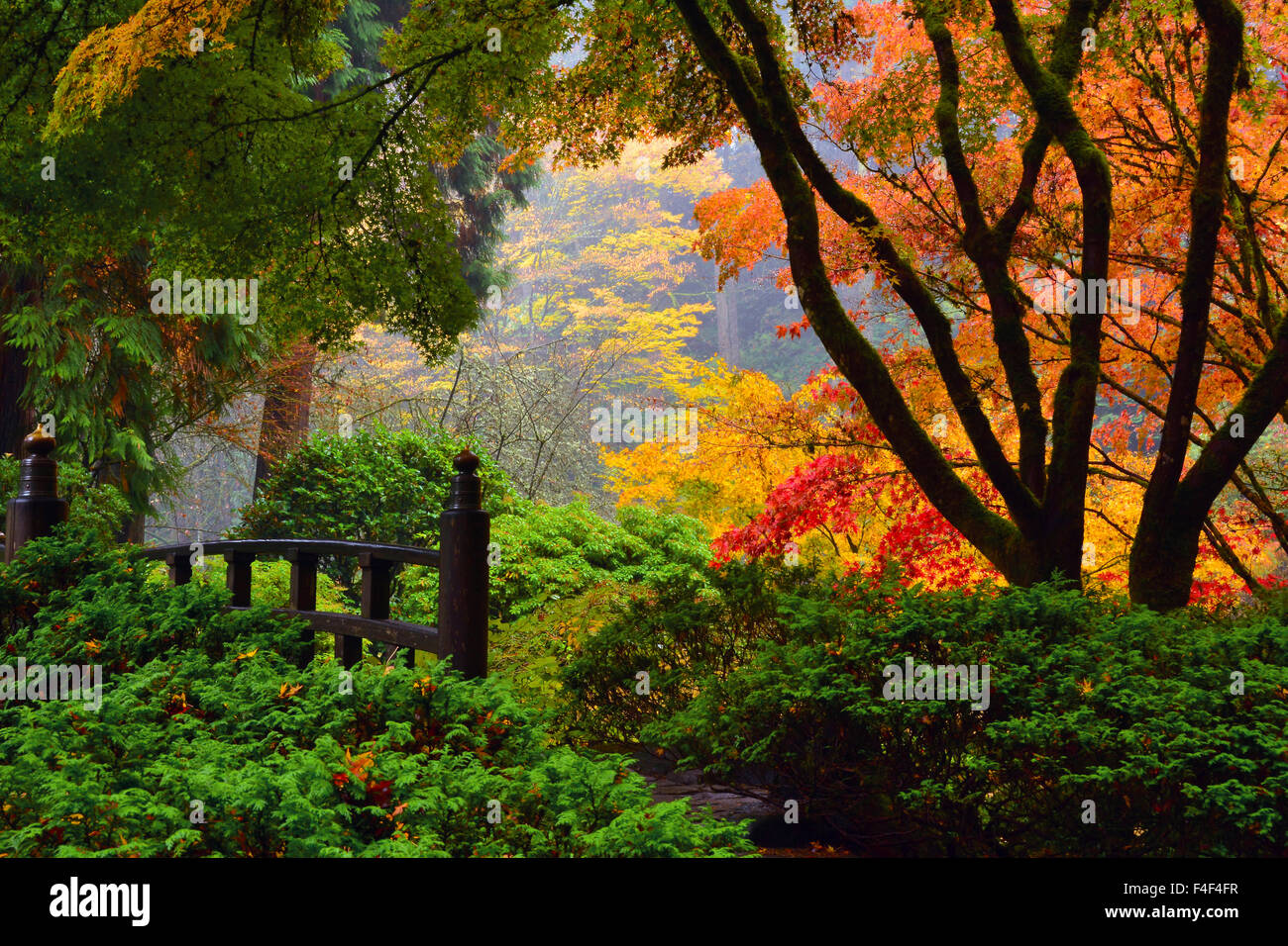 Acer palmatum autumn moon hi-res stock photography and images - Alamy