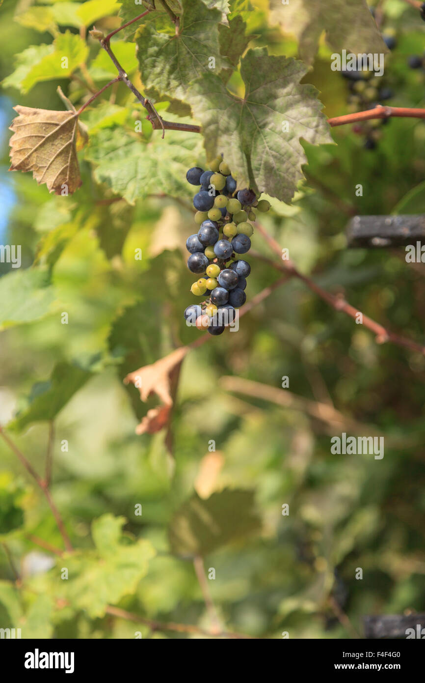 Vitis riparia hi-res stock photography and images - Alamy