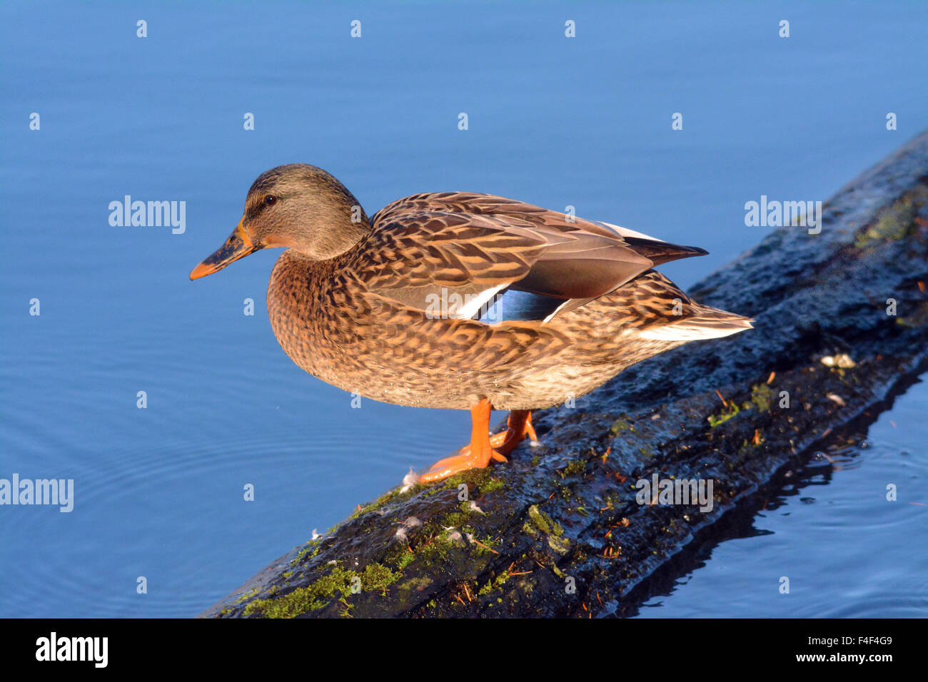 Female Mallard on Log, Crystal Springs Rhododendron Garden, Portland ...