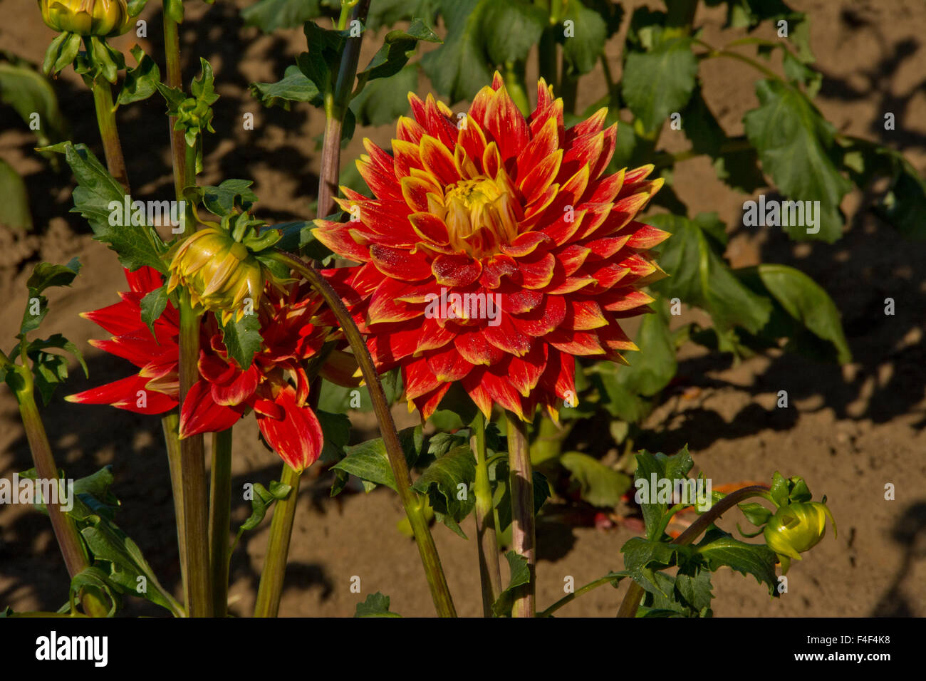 Dahlias dahlia farm canby oregon hi-res stock photography and images ...