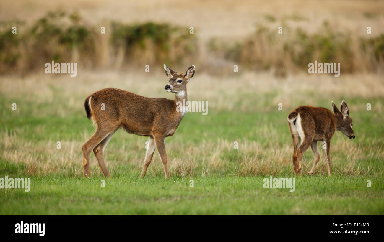 USA, Oregon, Baskett Slough National Wildlife Refuge, Black-tailed Deer ...