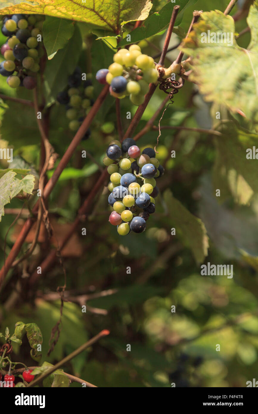 River bank wild grape, Vitis riparia, vine growing green grapes in ...