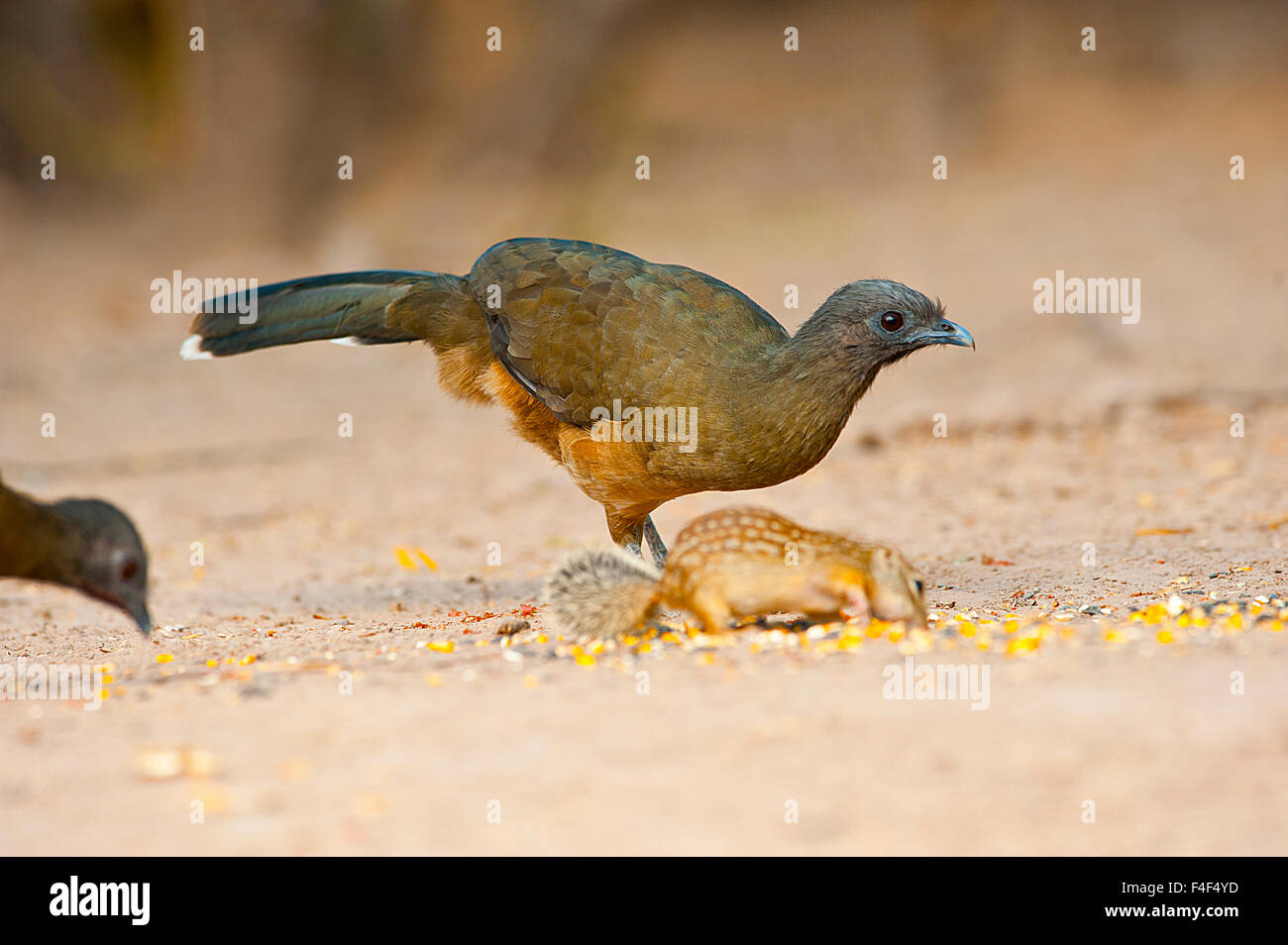 Corn Ranch Texas High Resolution Stock Photography and Images - Alamy