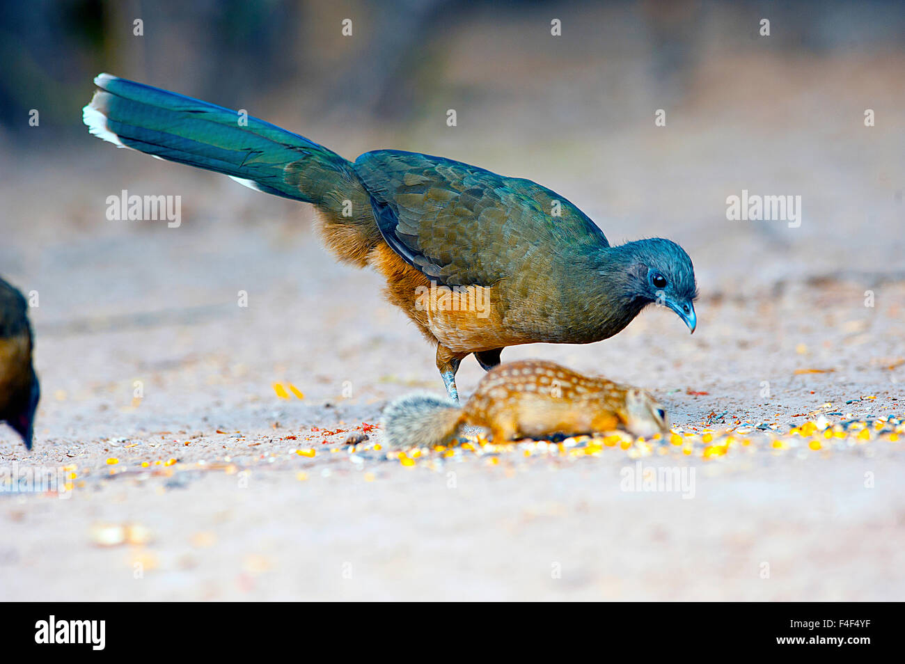 Corn Ranch Texas High Resolution Stock Photography and Images - Alamy