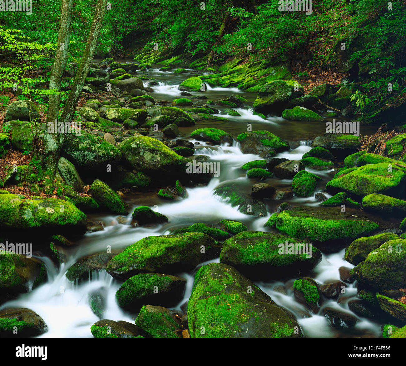 USA, Tennessee, A moss covered stream in The Great Smoky Mountains ...