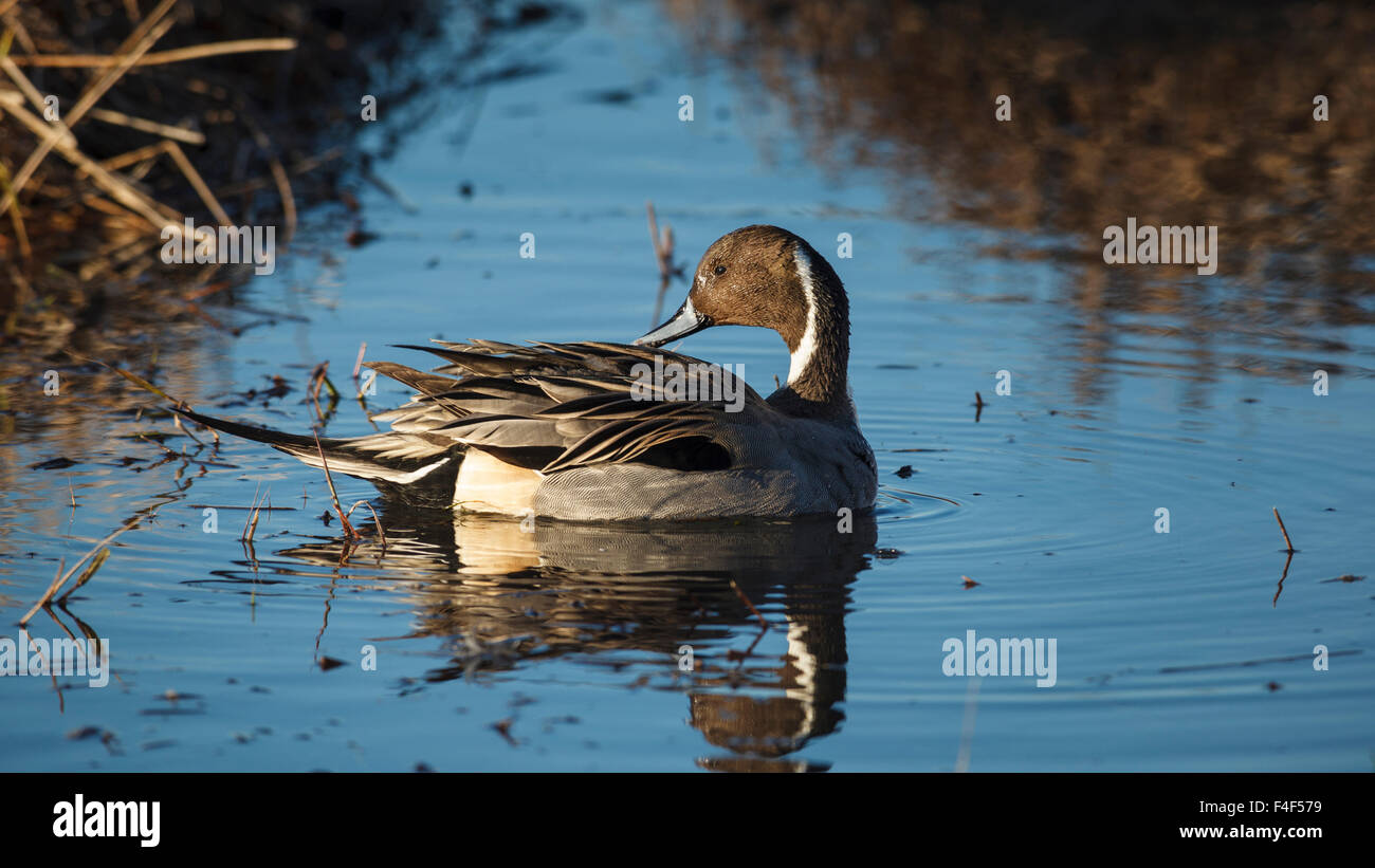 USA, Oregon, Baskett Slough National Wildlife Refuge, Northern Pintail ...