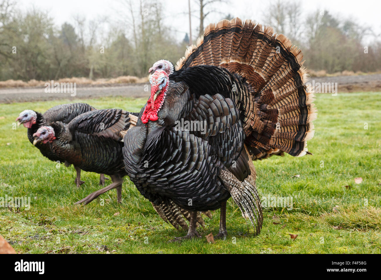 USA, Oregon, Shedd, Thompson Mills State Historic Site, domestic turkey ...