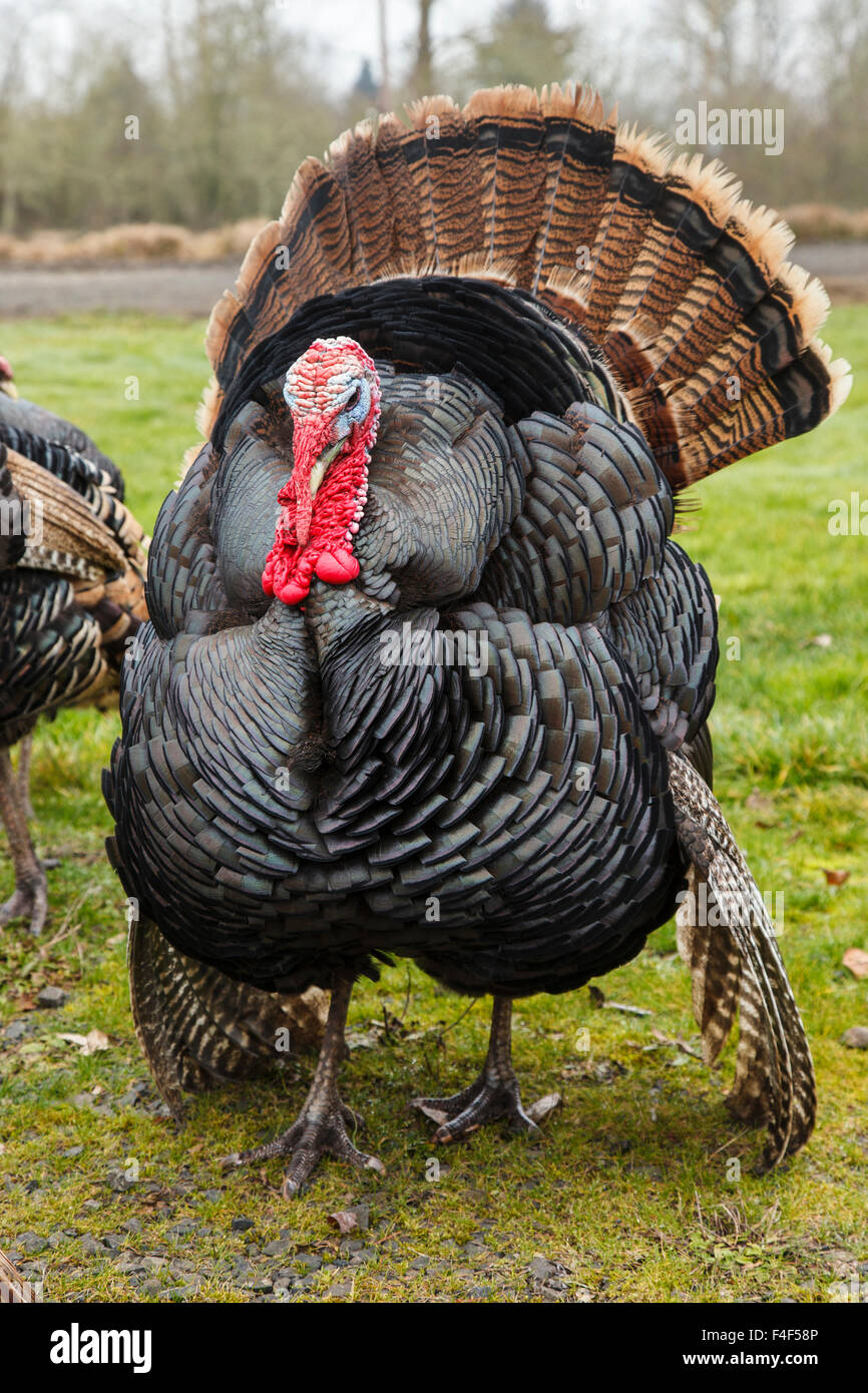 Thompsons mills state heritage hi-res stock photography and images - Alamy