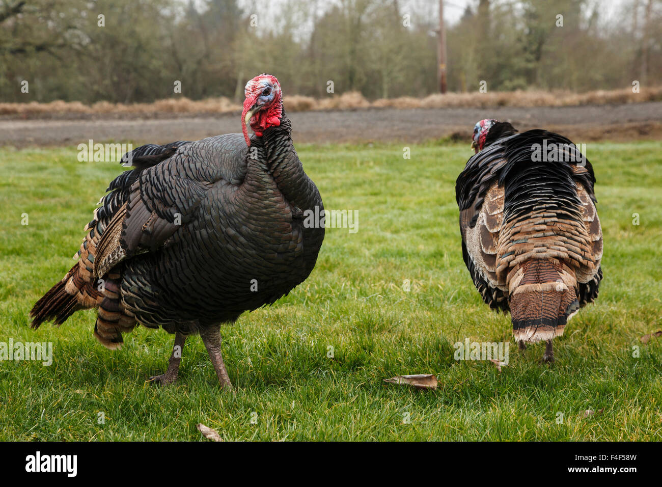 USA, Oregon, Shedd, Thompson Mills State Historic Site, domestic turkey ...