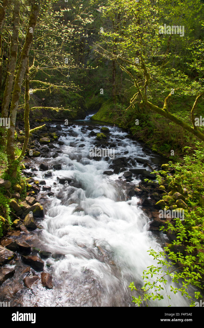 USA, Oregon, Columbia Gorge Stock Photo - Alamy