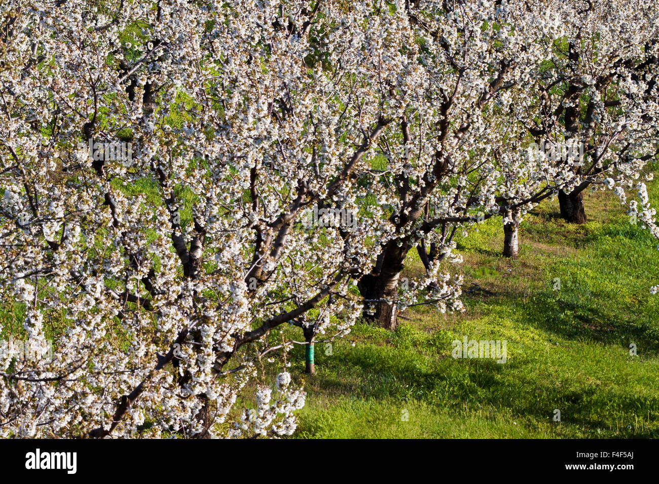 USA, Oregon, Columbia Gorge. Apple orchards in spring Stock Photo - Alamy