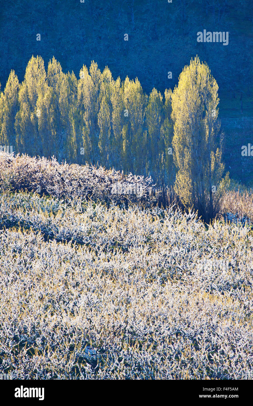 USA, Oregon, Columbia Gorge. Apple orchards in spring Stock Photo - Alamy