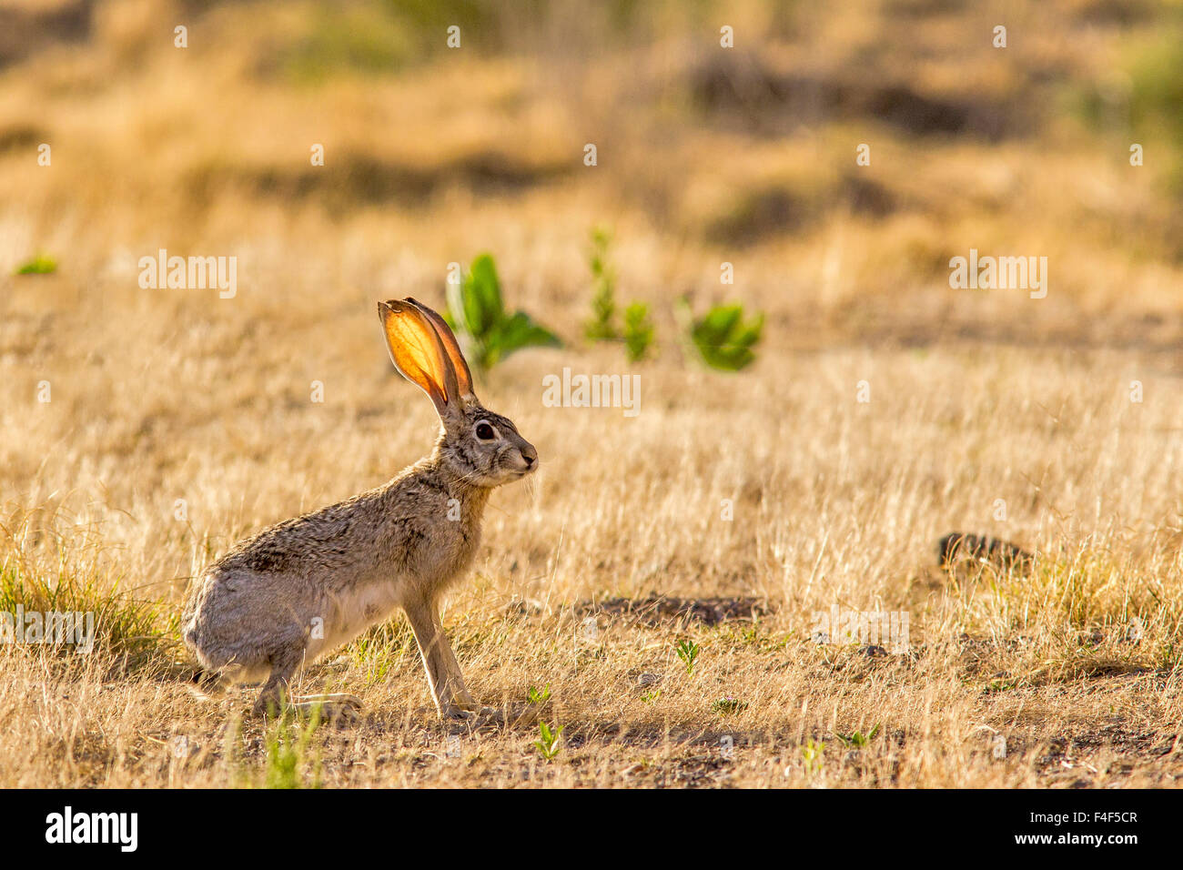 Jackrabbit in big bend national park hi-res stock photography and ...