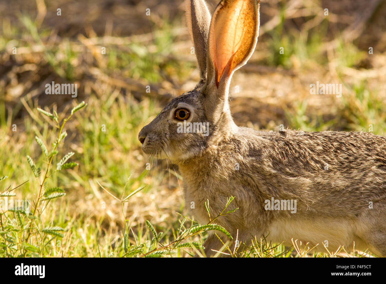 Jackrabbit in Big Bend National Park, Texas, USA Stock Photo - Alamy