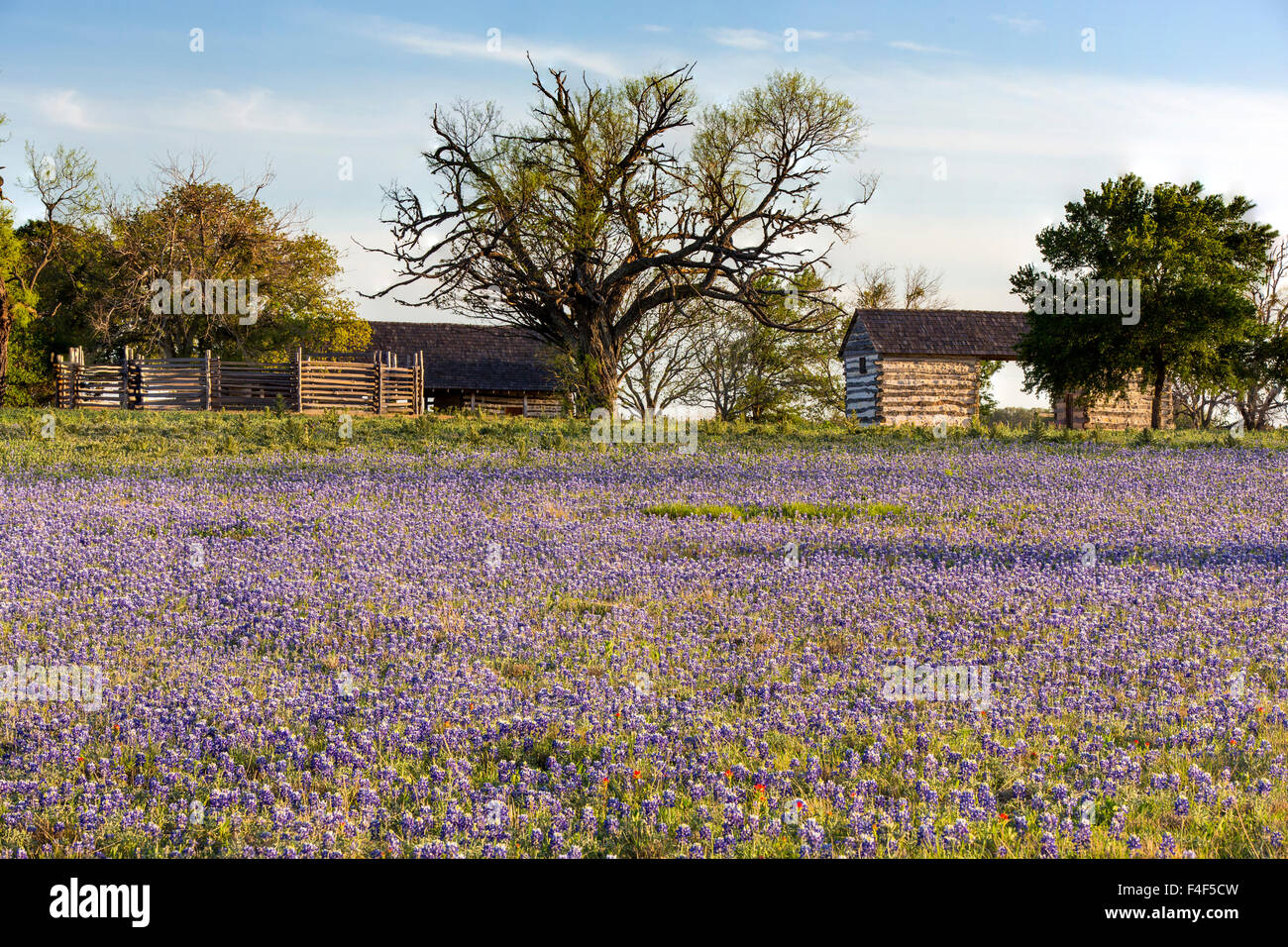 Field of bluebonnets and paintbrush wildflowers at LBJ State Park in ...