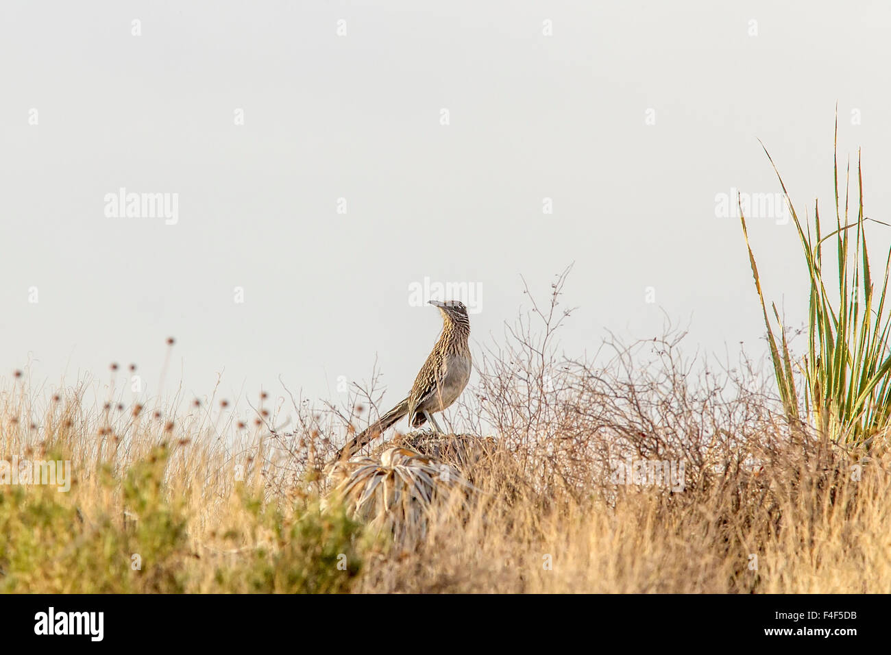 Female roadrunner in Big Bend National Park, Texas, USA Stock Photo - Alamy