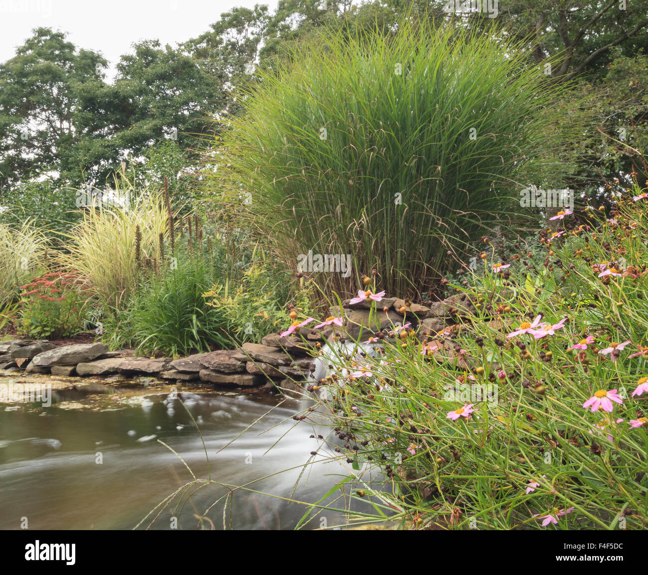 Plant life and a waterfall in a pond in New England on Cape Cod in ...