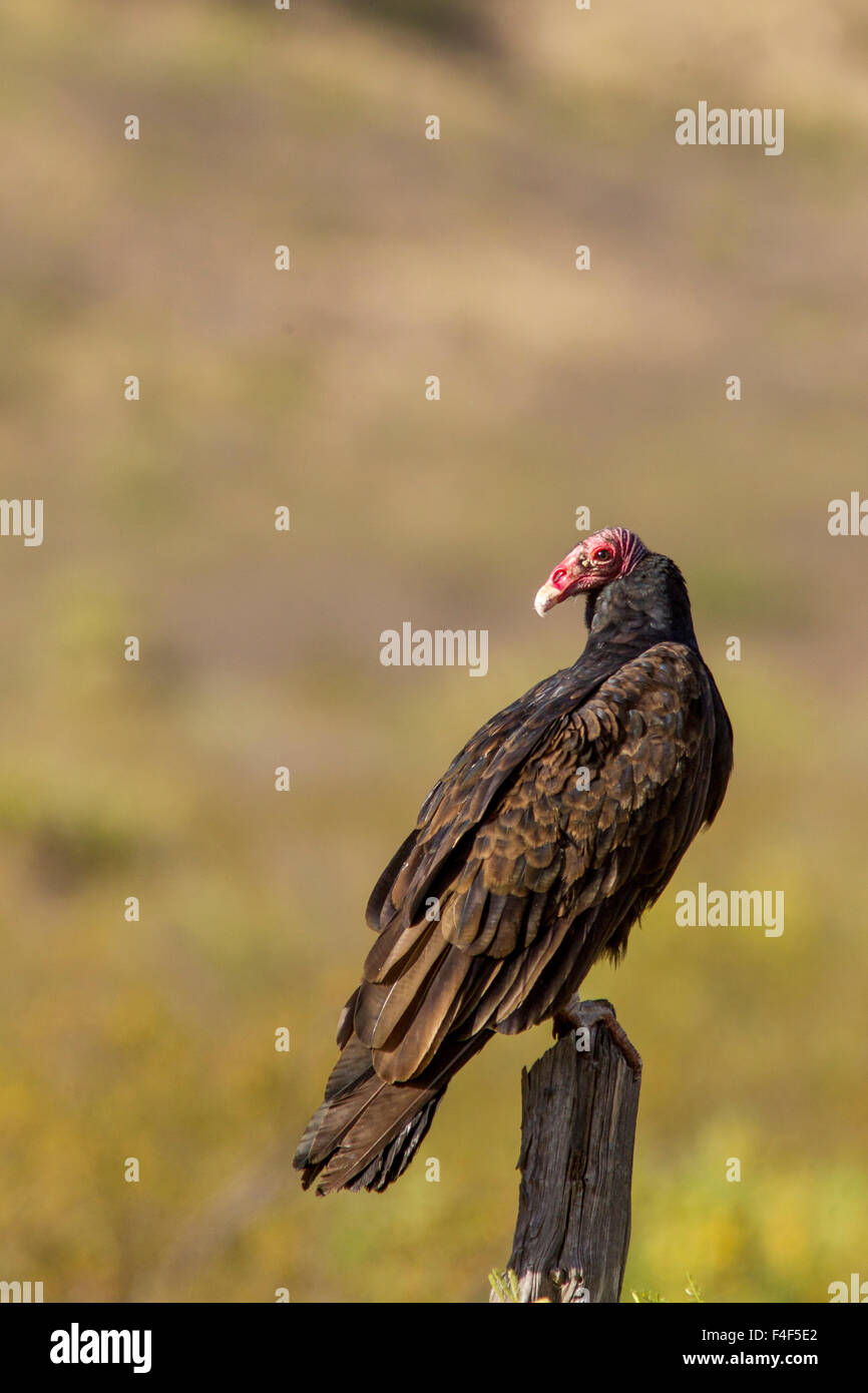 Turkey vulture in Big Bend National Park, Texas Stock Photo - Alamy