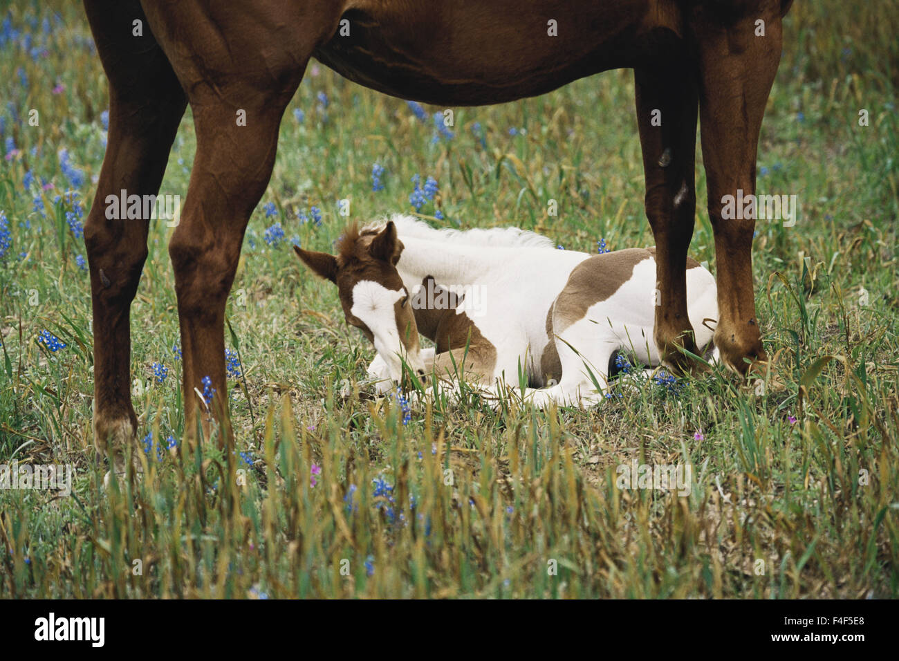 Lytle, Texas, Close-up of Horse and Baby Colt (Large format sizes ...