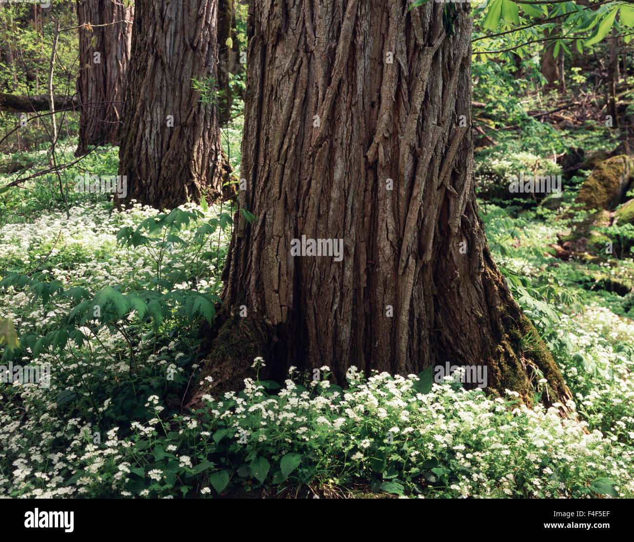 Tennessee, Great Smoky Mountains National Park, Wildflowers around the ...