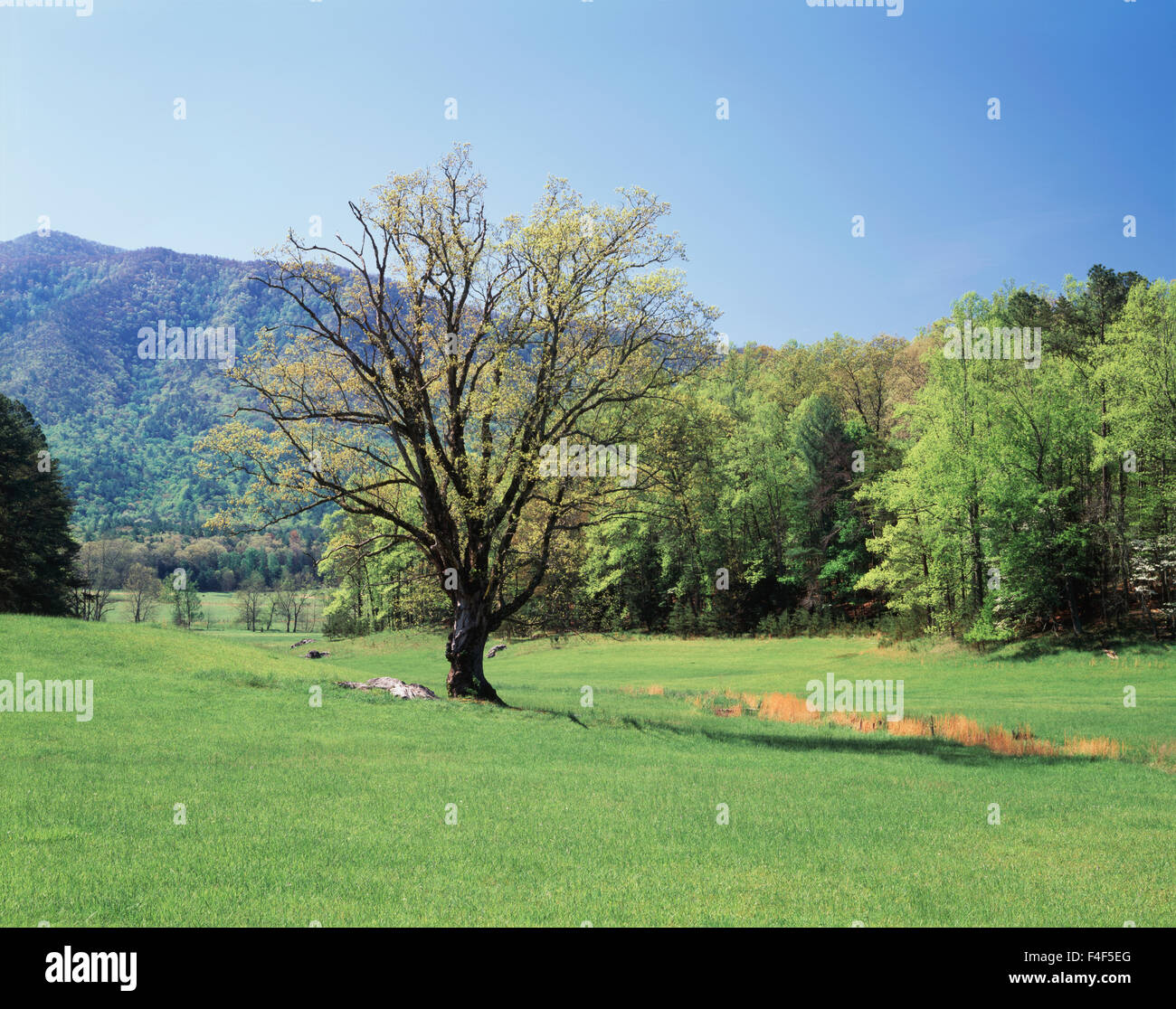 Tennessee, Great Smoky Mountains National Park, Lush greenery of ...