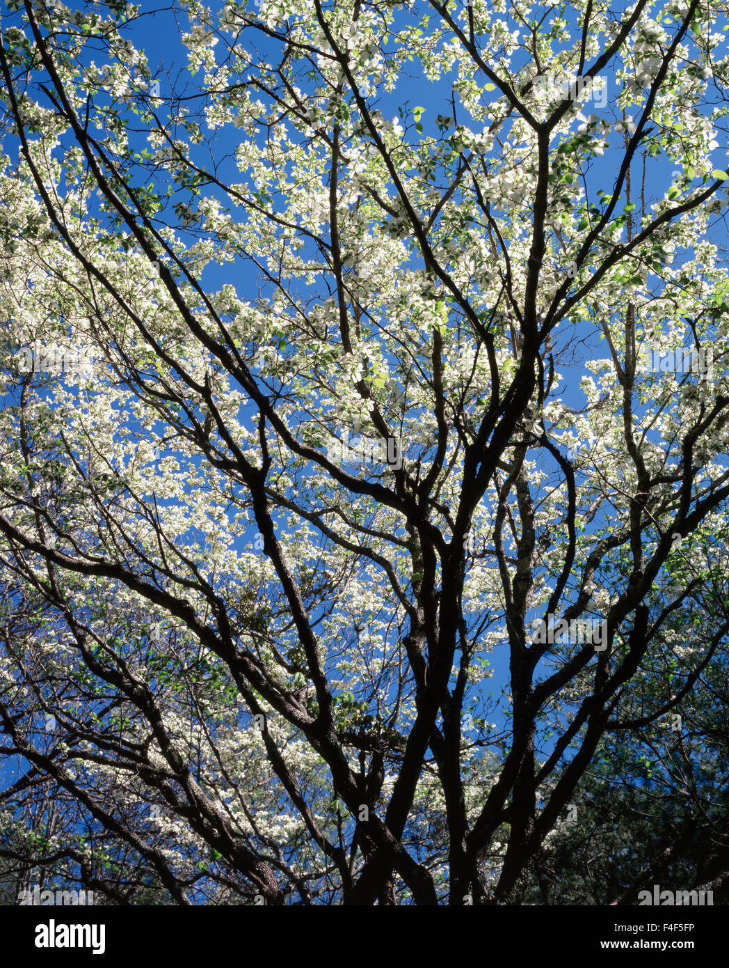 Tennessee, Flowering Dogwood (Cornus Florida) Trees in Fall Creek Falls ...