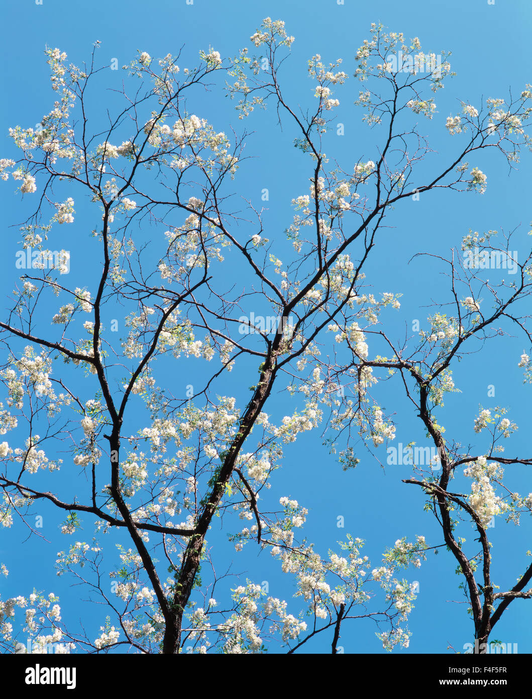 Tennessee, Flowering Dogwood (Cornus Florida) Trees in Fall Creek Falls ...
