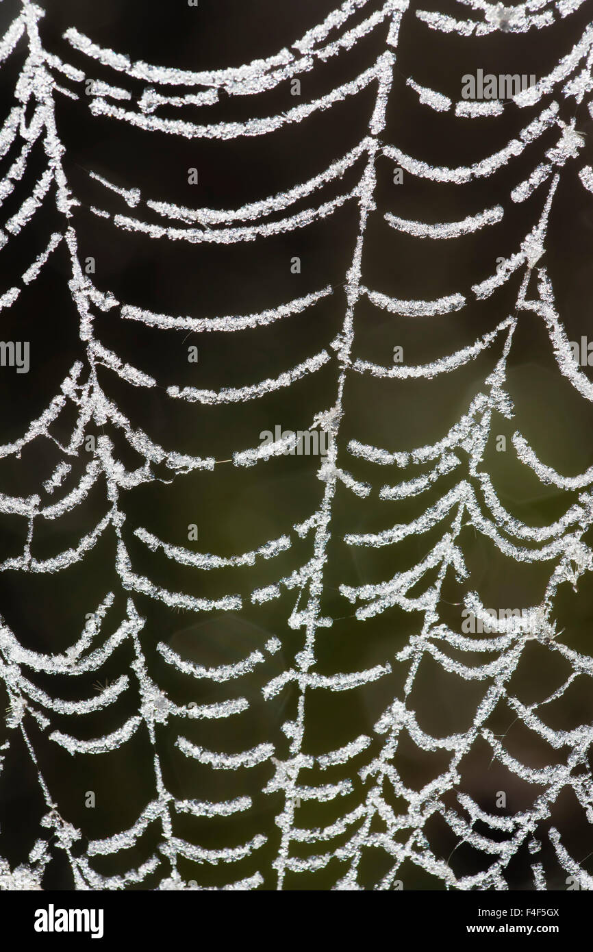 USA, Tennessee, Ice on a spider web in Cades Cove Stock Photo - Alamy