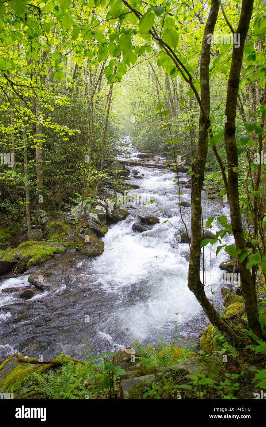 USA, Tennessee, Great Smoky Mountain National Park. Middle Prong trail ...