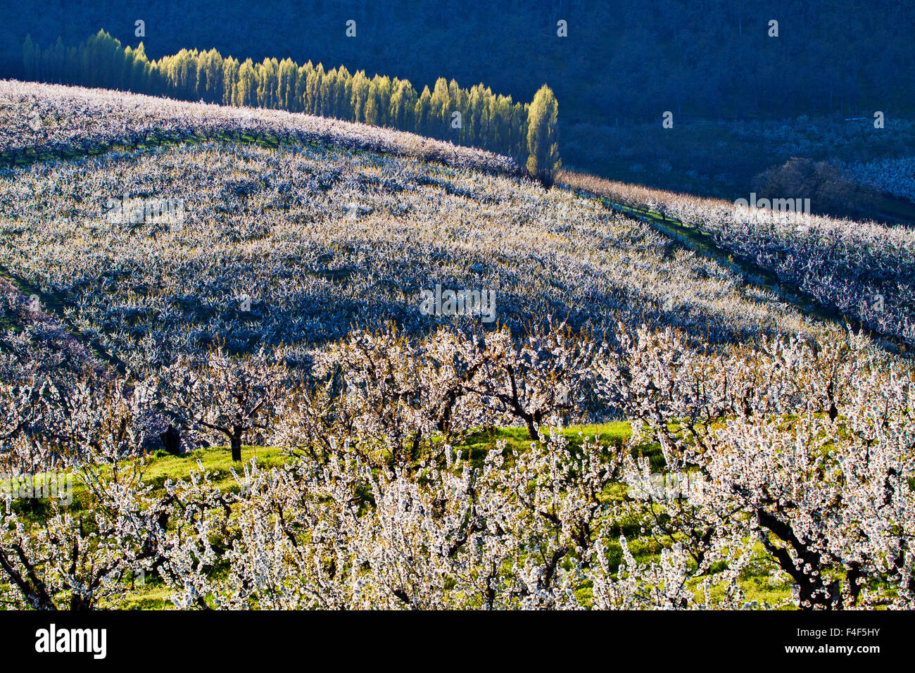 USA, Oregon, Columbia Gorge. Apple orchards in spring Stock Photo - Alamy