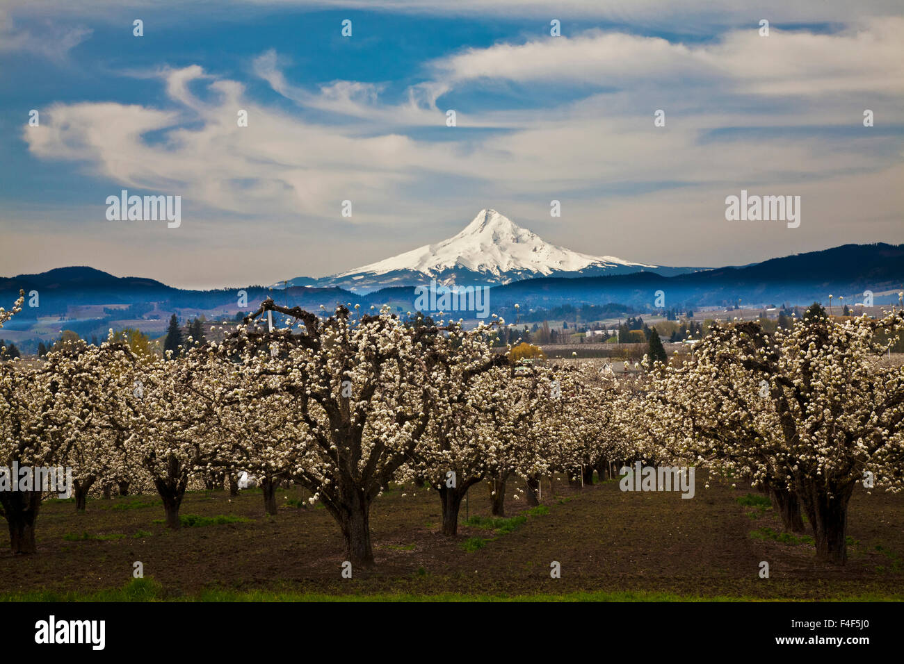USA, Oregon, Pear Orchard in bloom with Mt. Hood in Background Stock ...